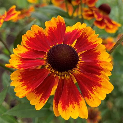 Helenium Biedermeier
