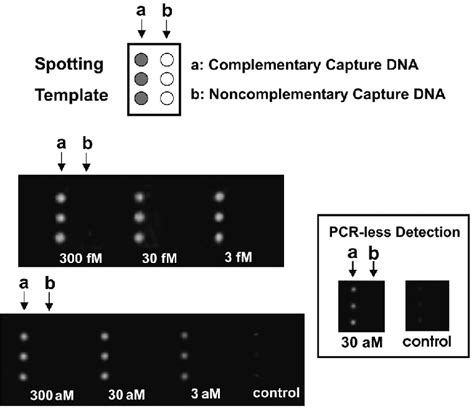 Scanometric Detection Of Psa Specific Bar Code Dna Psa Concentration