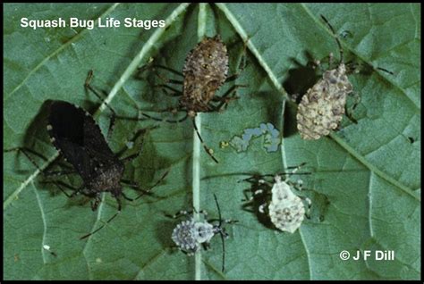 Squash Bug Life Cycle At Pamela Bentley Blog