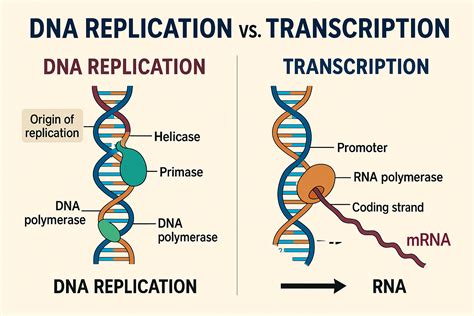 Dna Replication Vs Transcription Mcat Key Differences You Must Know