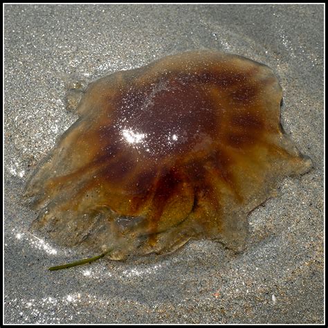 David Sorchers Photoworld Assorted Jellies