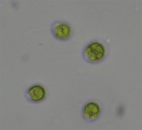 Protist Diversity Flashcards Quizlet