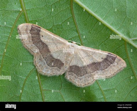 Broad Banded Herbaceous Moth Riband Wave Idaea Aversata Leafhopper