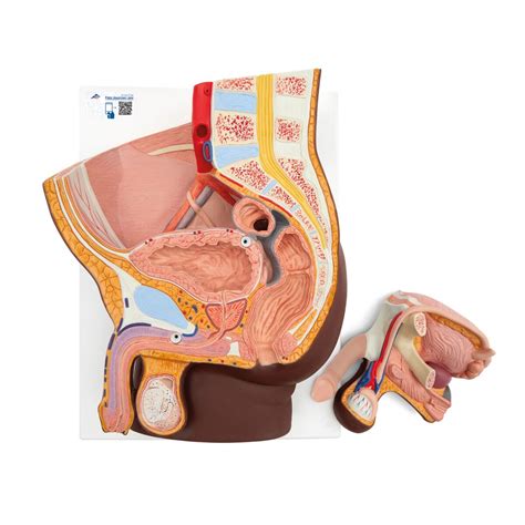 Male Pelvis Model In Median Section 2 Part Dark Skin 3b Smart