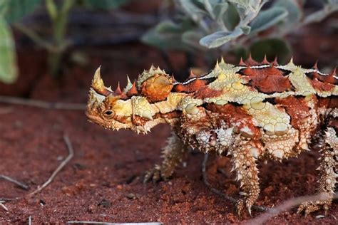 Thorny Devil Lizard