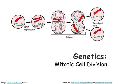 Cell Division Mitosis Biology Lecture Powerpoint Vcbcctppsx