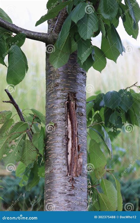 A Cut Of A Tree With Cracks Wood Background Texture Royalty Free