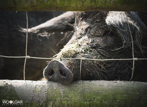 Robin Woolgar Photography