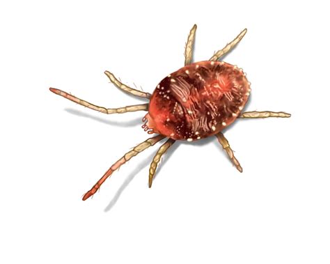 Clover Mites How To Get Rid Of Clover Mites