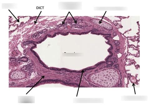 Bronchus Bronchiole Diagram Diagram Quizlet