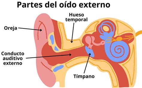 Partes Del Oido Externo