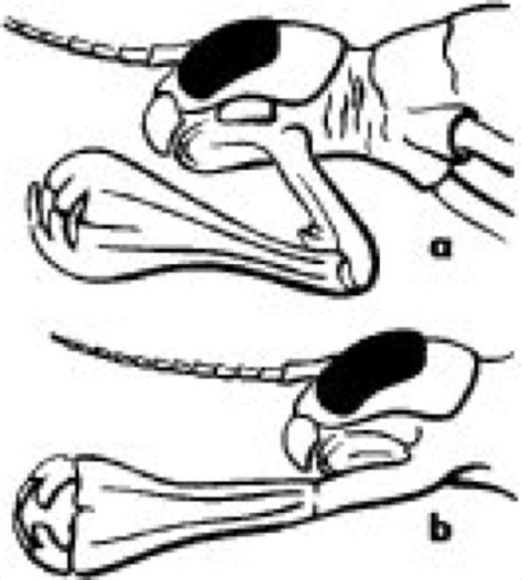 Fangmaske Lexikon Der Biologie