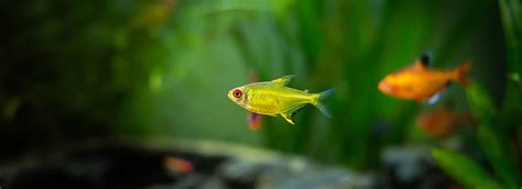 Lemon Tetra Care Guide Aquarium Setup Tank Mates Breeding And Feeding