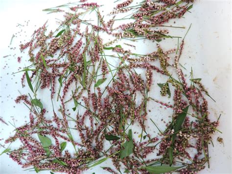 Smartweed Oriental Ladys Thumb Wildfoods 4 Wildlife
