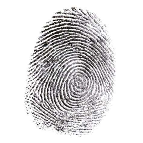 A Single Fingerprint With Detailed Ridges On A Plain White Surface