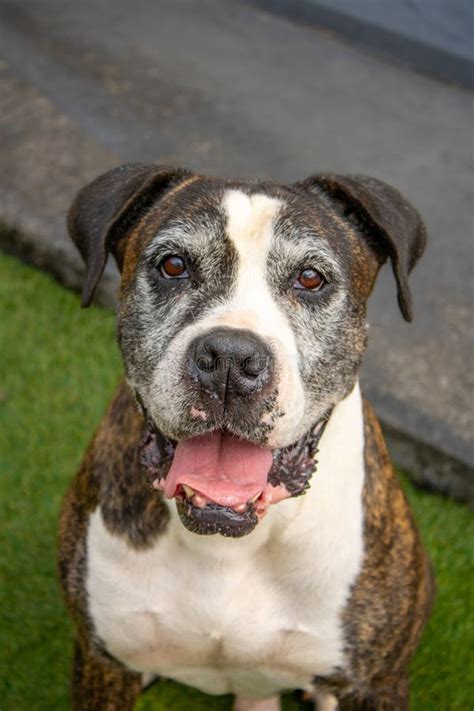 Cane Corso Boxer Mix