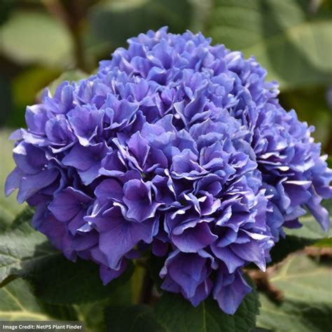 Hydrangea Macrophylla Lets Dance Rhythmic Blue 3 Container Mahoneys Garden Center