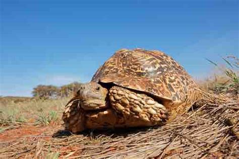 What To Do If A Tortoise Vomits Or Pukes Tortoise Owner