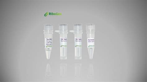 Rb Taq Dna Polymerase Ribogen Biosciences