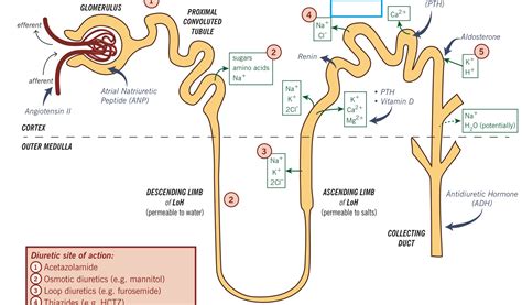 Level 15 Module X Images Urinary System Medical Terminology Une