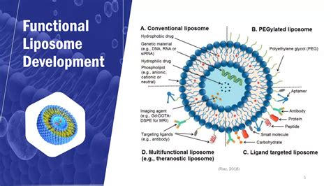 Liposomal Delivery Systems In Cancer Therapy Creative Biolabs Pptx