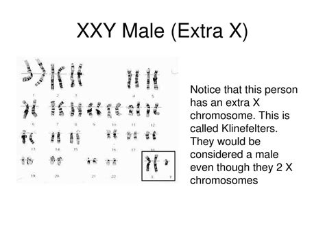 Karyotype Notes Ppt Download