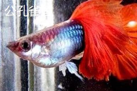 孔雀鱼公母区分方法 运富春