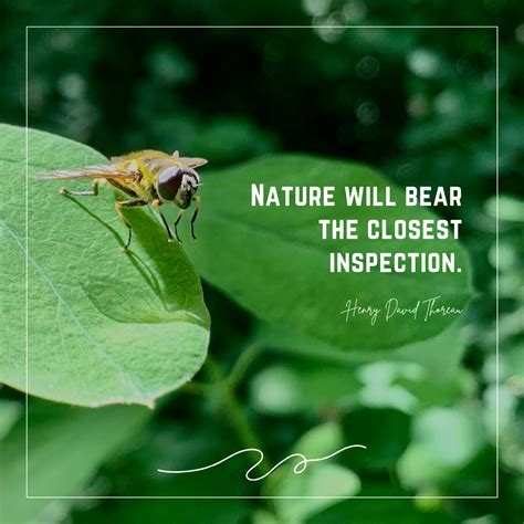 Nature Insect Quotes