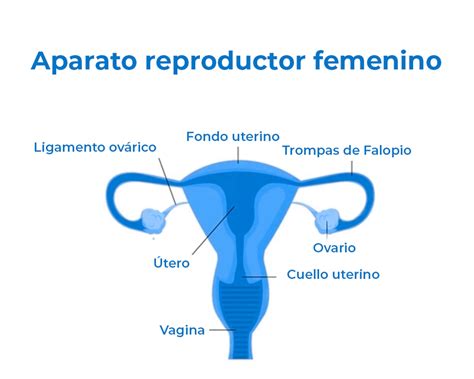 Hojas De Trabajo Sobre El Sistema Reproductor Humano