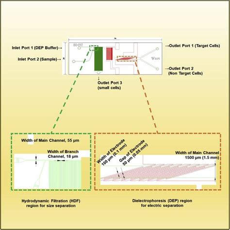 Schematic Design Of The Microfluidic Dielectrophoresis Chip The Figure