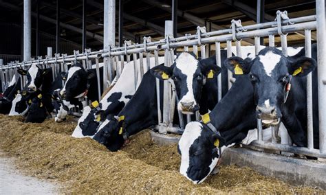 Cow Milk Production Process