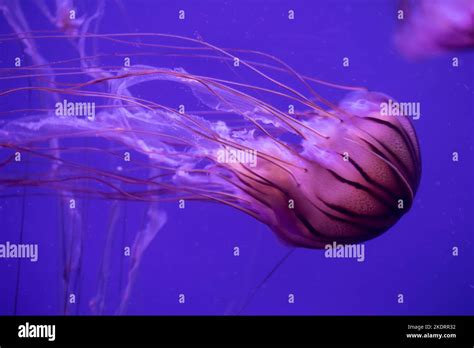 The Japanese Sea Nettle Chrysaora Pacifica Jellyfish Swimming In The