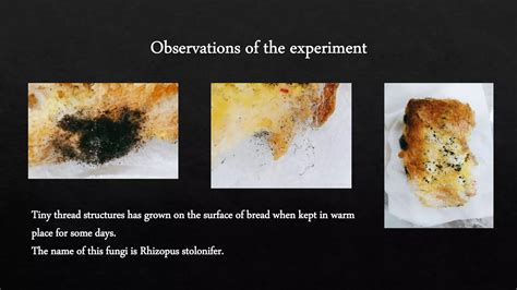 Spore Formation In Rhizopus Fungi Pptx