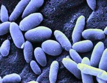 Vindecare Naturista Candidoza Candida