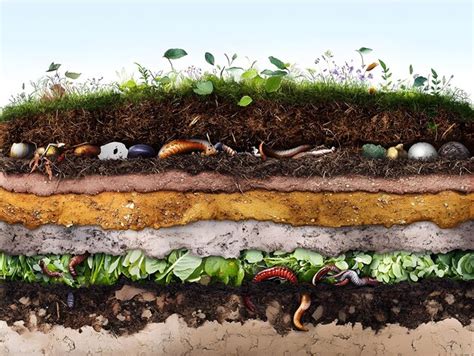 Decomposition Stages Images Free Download On Freepik