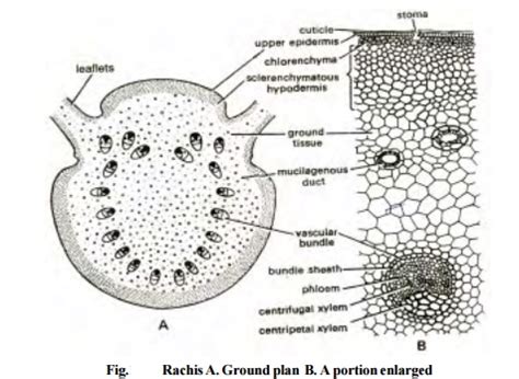Anatomy Of Cycas