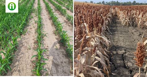 A Cirok Gyomirtása Sikerrel Kíméletesen Agroinformhu