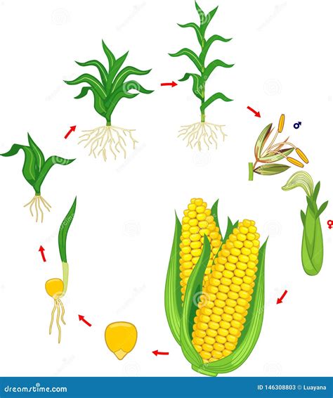 Growth Stages Of Corn Plant At Oscar Loveless Blog
