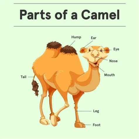 Parts Of Camel English Free Pdf Download 2026