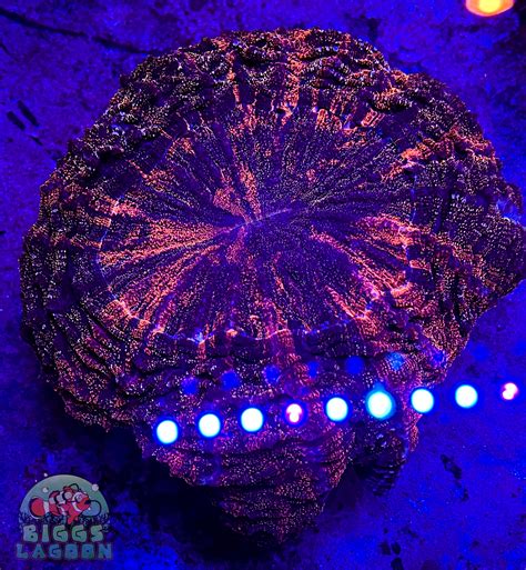 Sold Black Glitter Acantho Xxl Biggs Lagoon