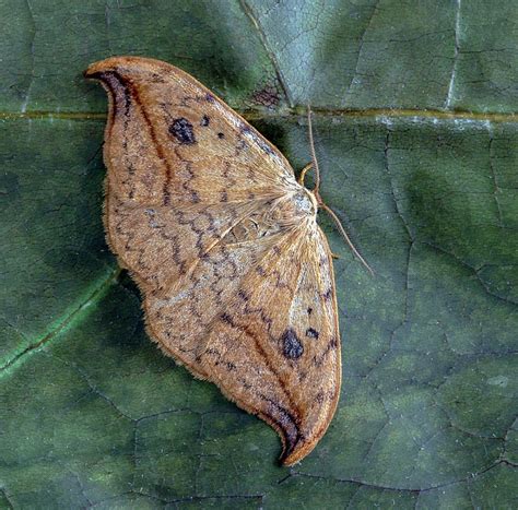 Pebble Hook Tip Moth Wings Free Photo On Pixabay Pixabay