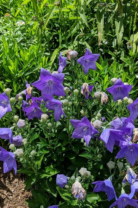 What Is Eating My Balloon Flowers At Dayna Barker Blog