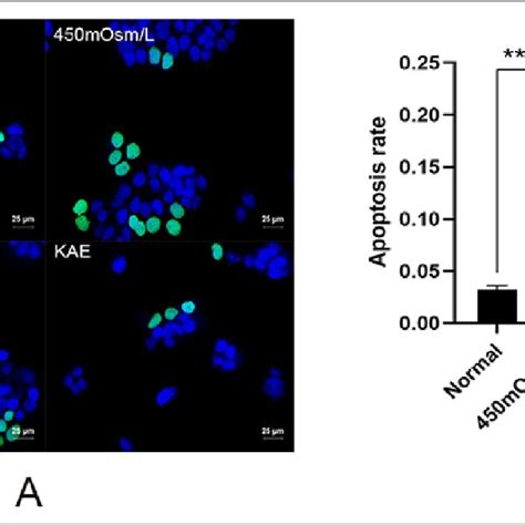 Effects Of Kae On Hyperosmolarity Triggered Hcec Apoptosis Were