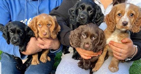 Cava Poo And Cocker Spaniel Puppies
