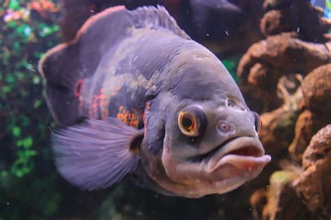 Bronze Oscar Fish At Hamish Gellatly Blog