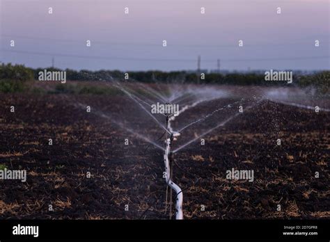 Autonomous Irrigation System For Land And Crops In The Fields Pipes With Water Lie On The Black