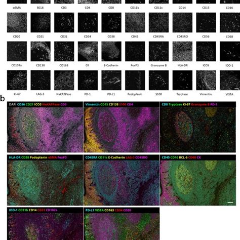 40 Marker Multiplex Staining Performed Using The Seqif Method A