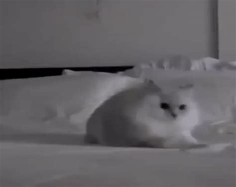 Crazy Cat S