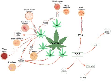 Presumptive Positive Cannabinoids At Frank White Blog