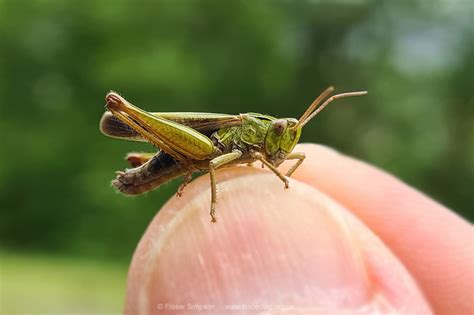 Common Green Grasshopper Omocestus Viridulus Song Sonogram